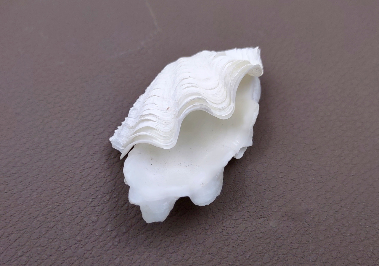 clam shells for sale - seashellsupply.com