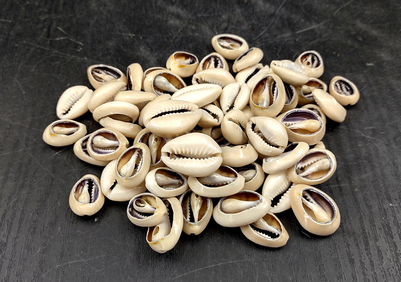 sliced/center cut seashells for sale - seashellsupply.com