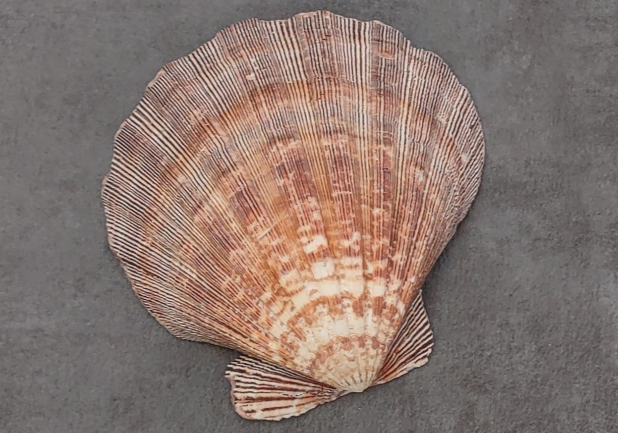 Mexican Flat Scallop Seashells Pecten Vogdesi (10 shells approx. 2 ...