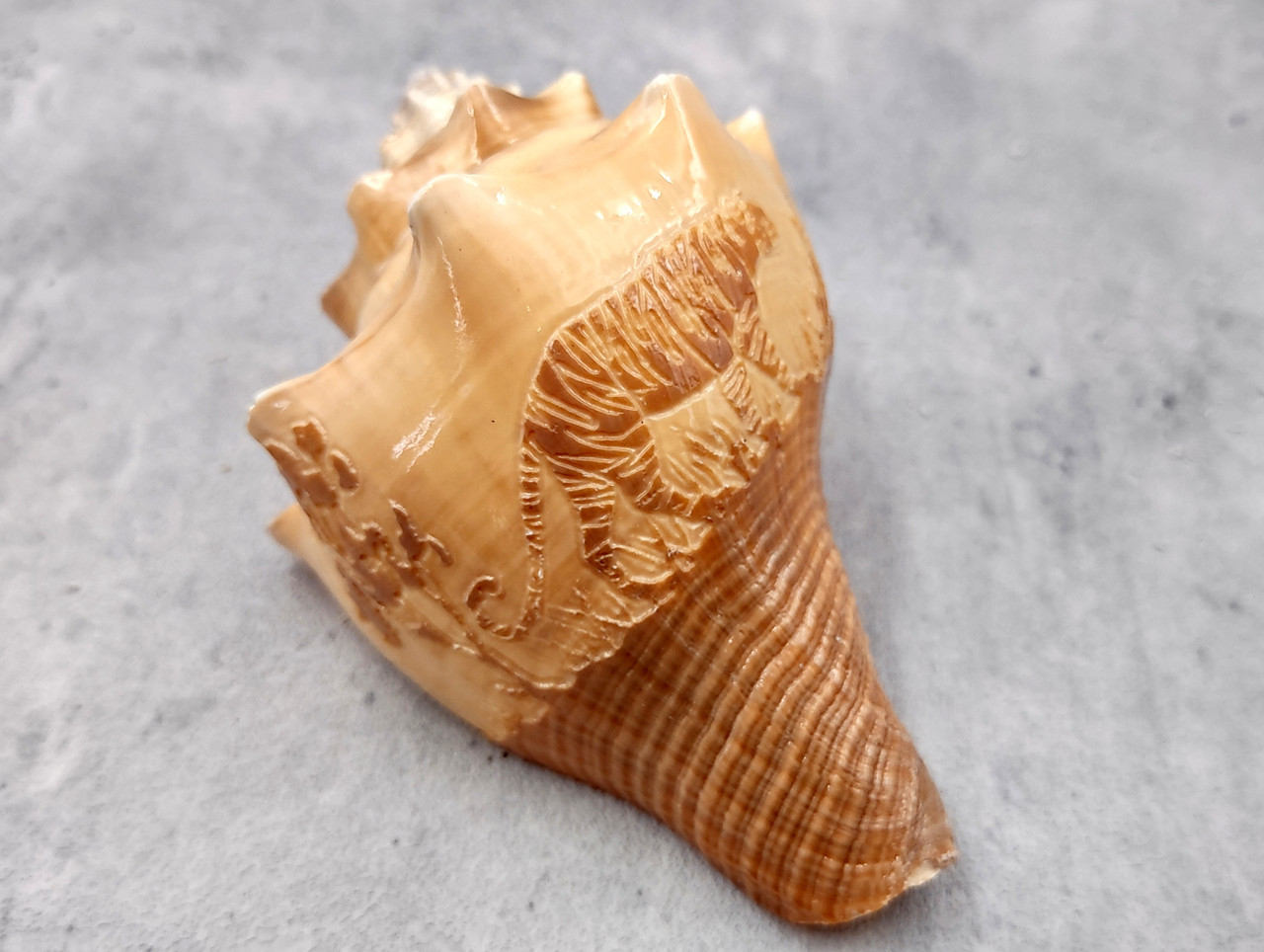 Categories - Page 5 - Sea Shell Supply