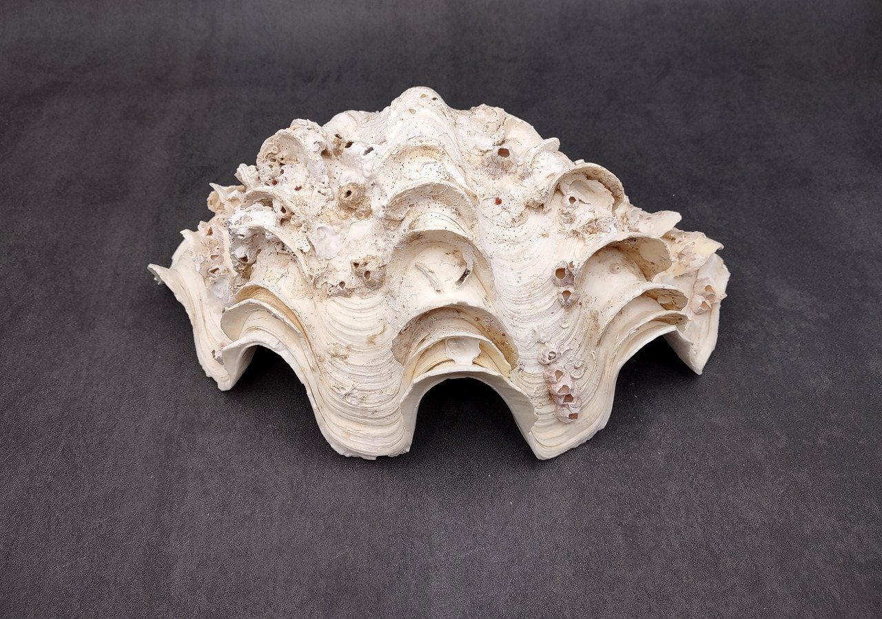 clam shells for sale - seashellsupply.com
