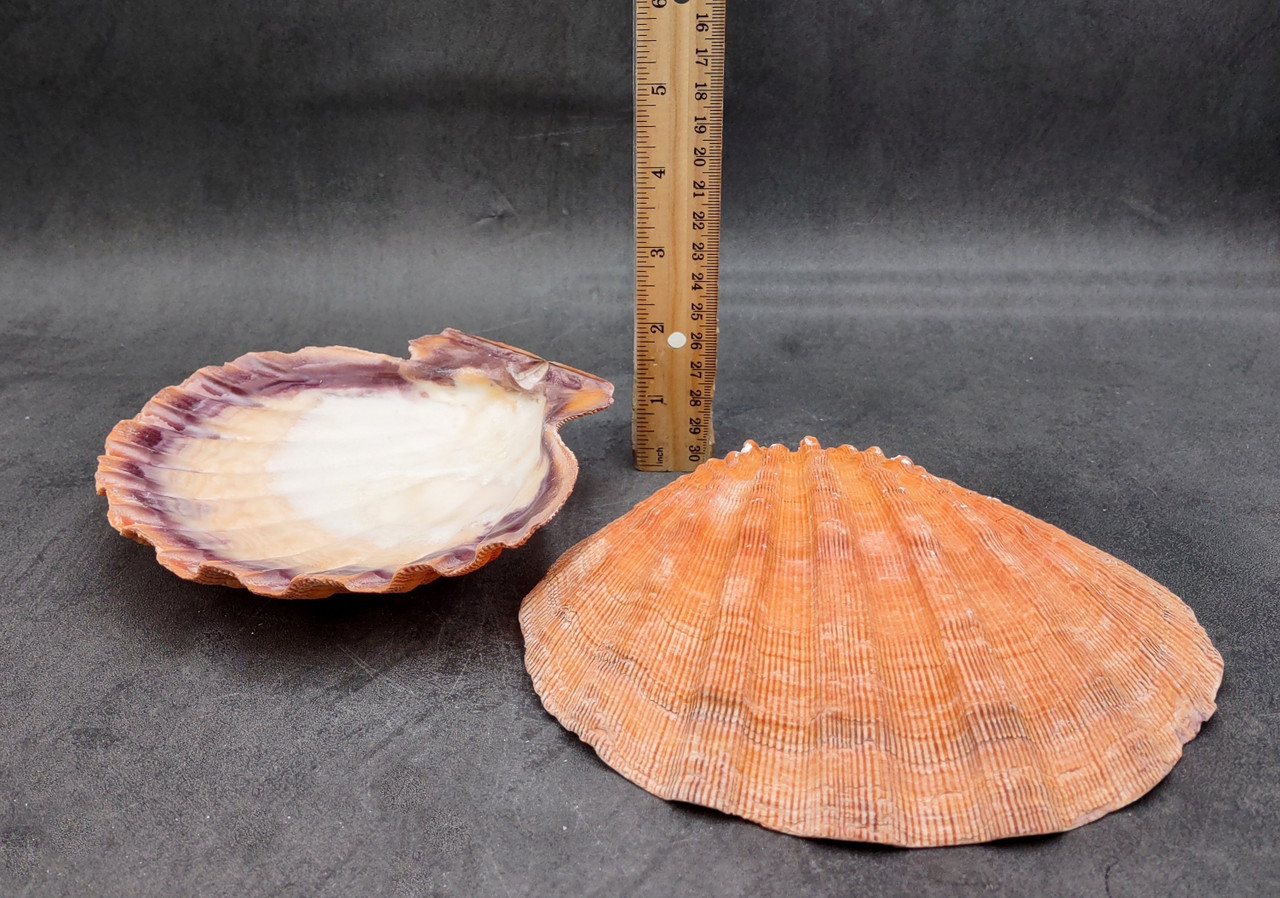 Orange Lion's Paw Scallop Seashell Pecten Subnodosus (1 shell approx. 6 ...