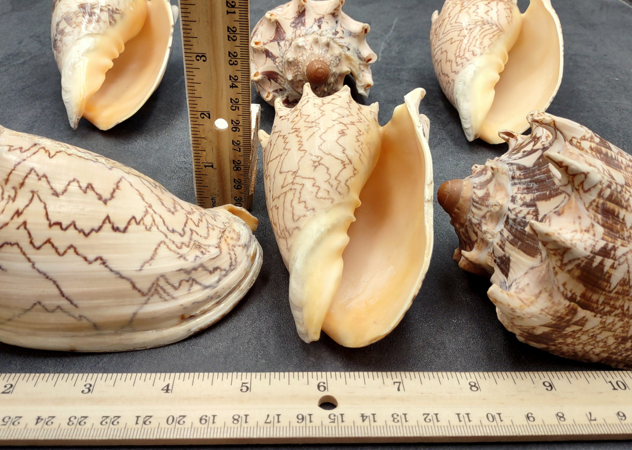 Imperial Volute Seashell Cymbiola Imperialis (1 shell approx. 5+ inches ...