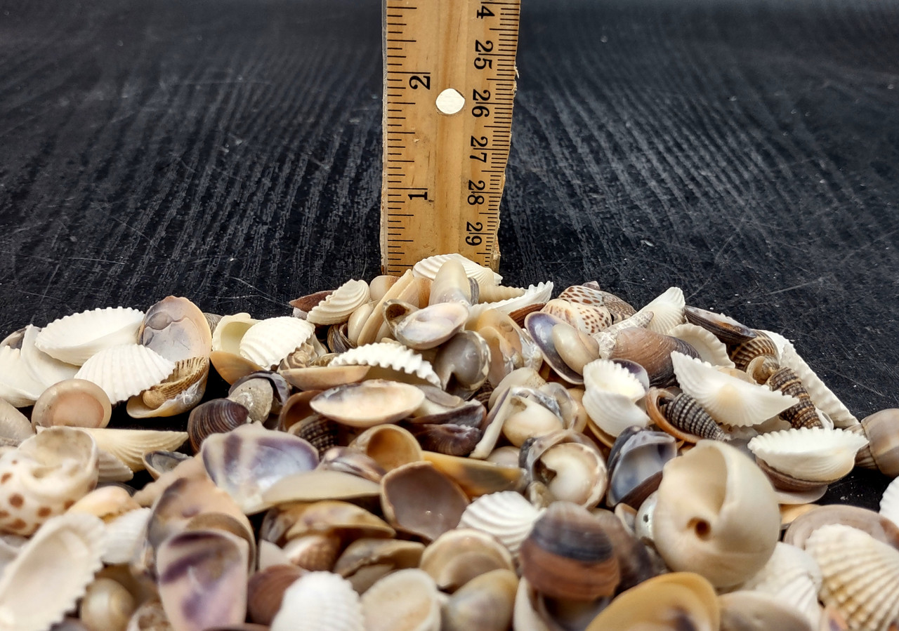 Extra Small Seashell Assorted Ocean Mix (approx. 1 cup 65+ shells 0.50 ...