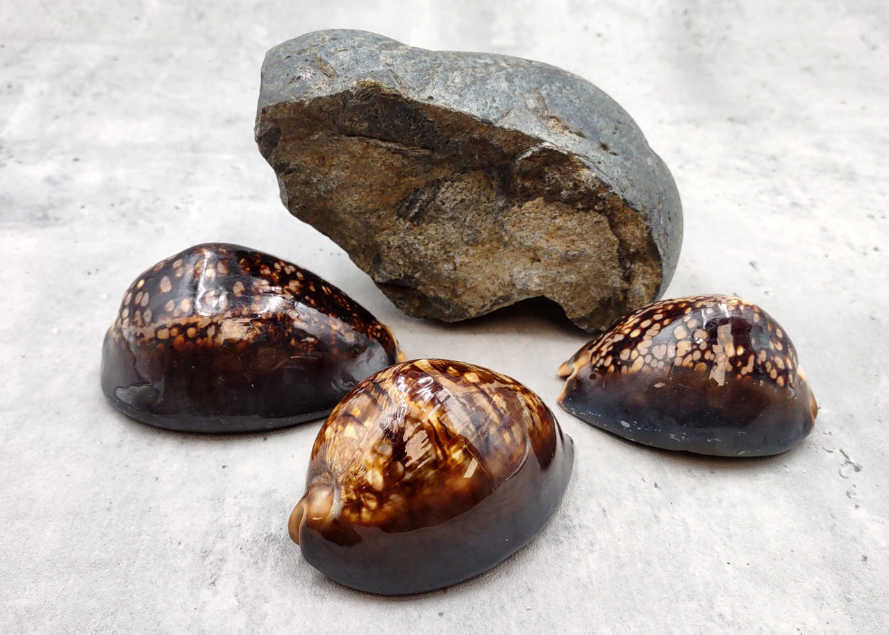 Humpback Cowrie Seashell Dark Brown Cypraea Mauritiana (1 shell approx ...