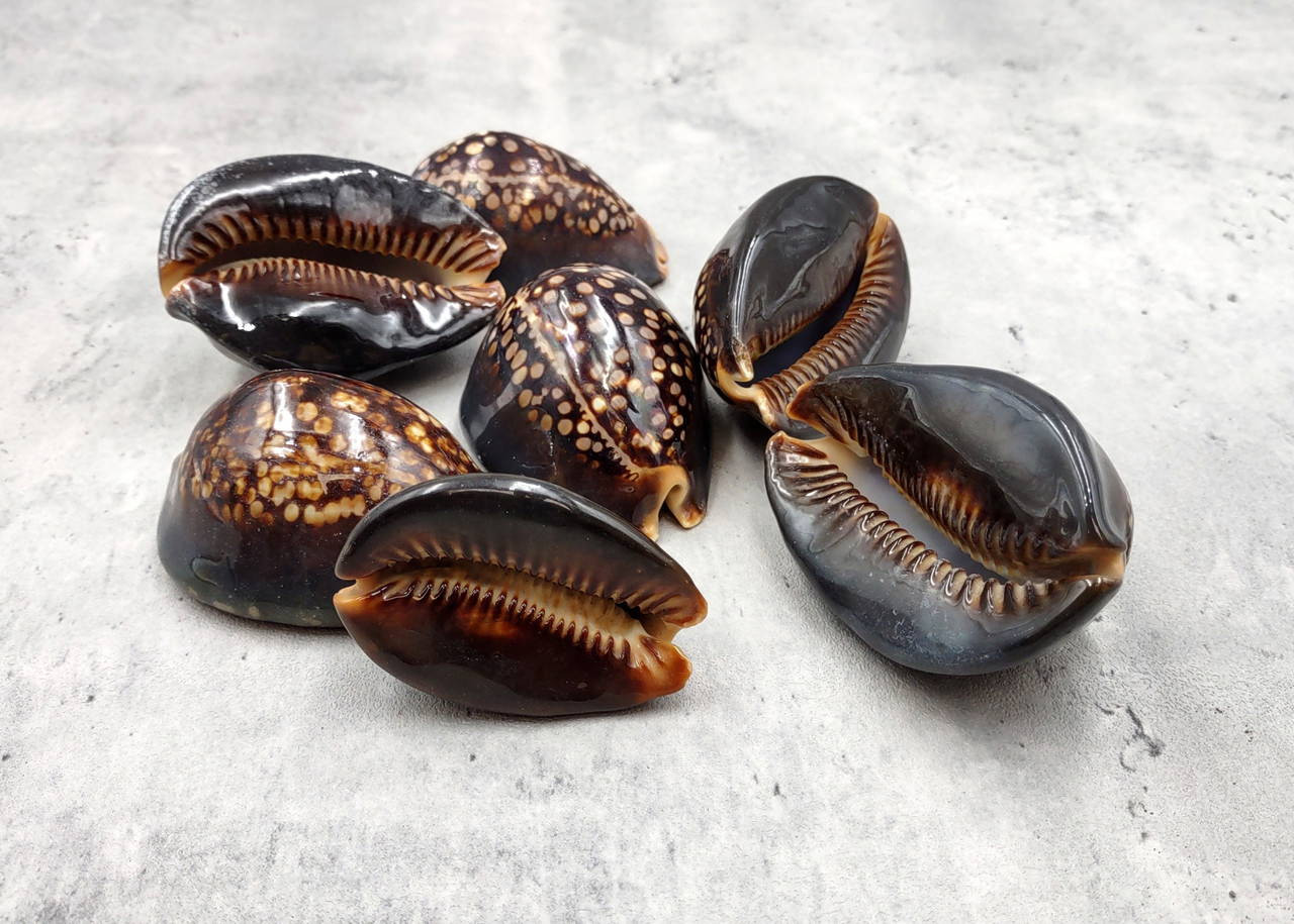 Humpback Cowrie Seashell Dark Brown Cypraea Mauritiana (1 shell approx ...