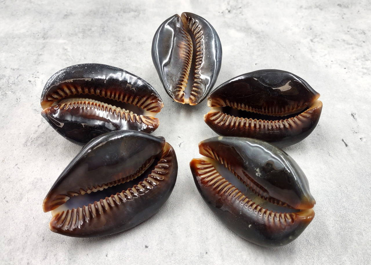 Humpback Cowrie Seashell Dark Brown Cypraea Mauritiana (1 shell approx ...