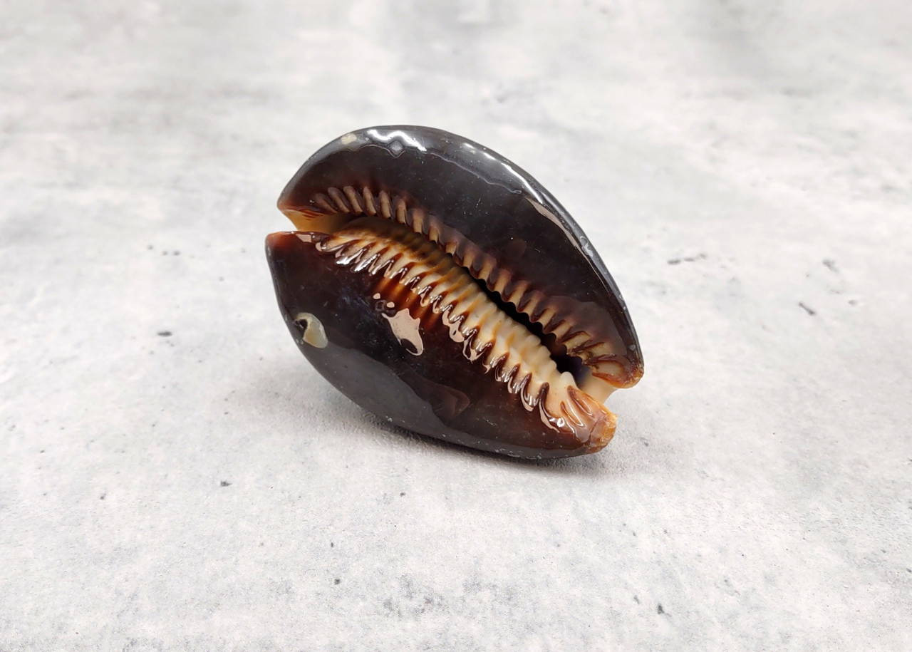 Humpback Cowrie Seashell Dark Brown Cypraea Mauritiana (1 shell approx ...