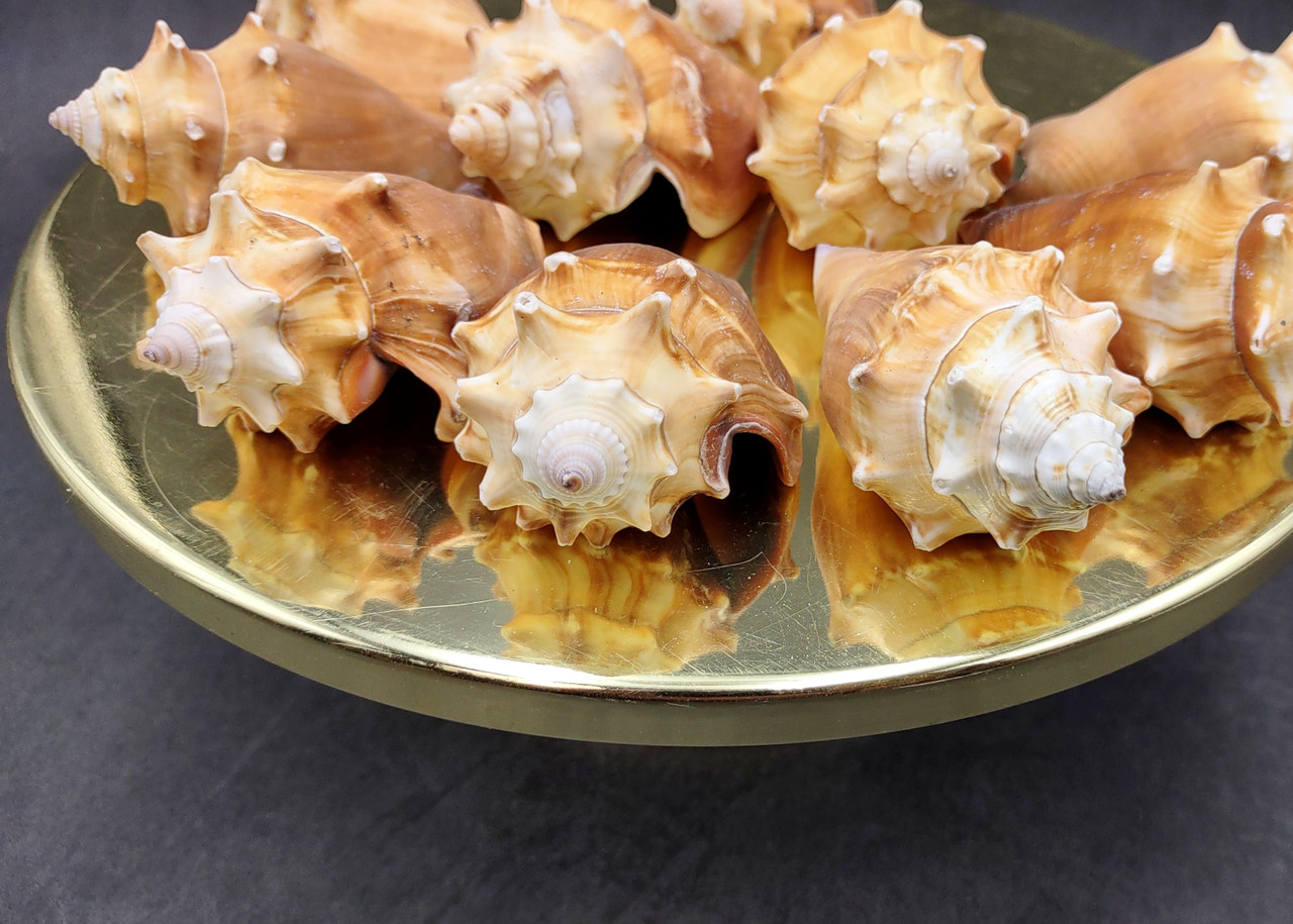 Fighting Conch Seashells Brown Strombus Pugilus (5 shells approx. 2 ...