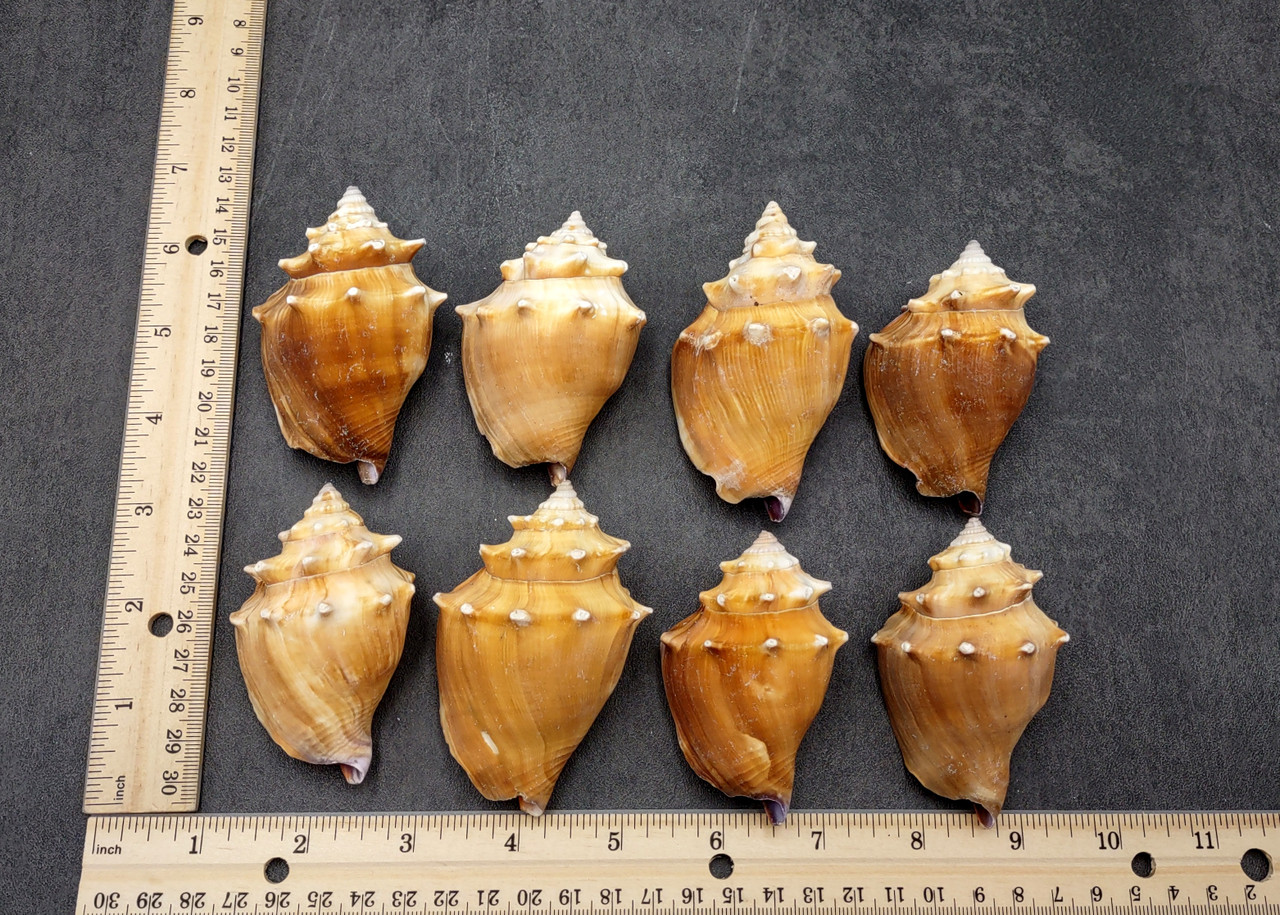 Fighting Conch Seashells Brown Strombus Pugilus (5 shells approx. 2 ...