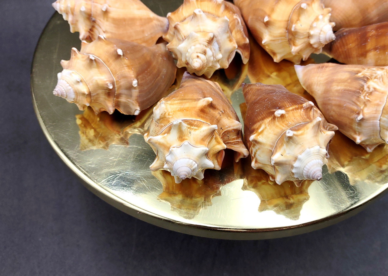 Fighting Conch Seashells Brown Strombus Pugilus (5 shells approx. 2 ...