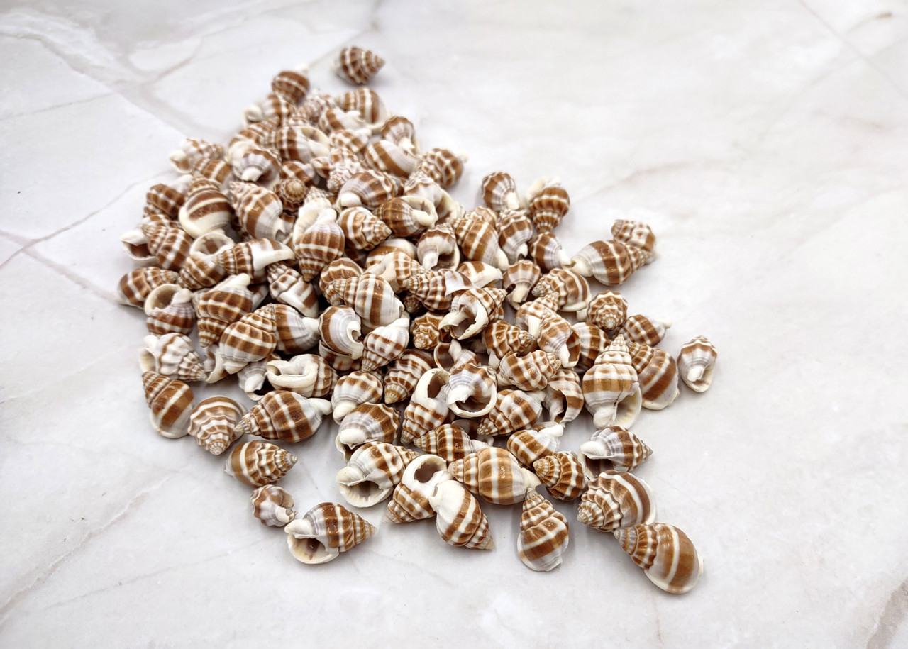 Red Banded Nassa Seashells Nassarius Phyrrus (approx. half cup +/- 65 ...