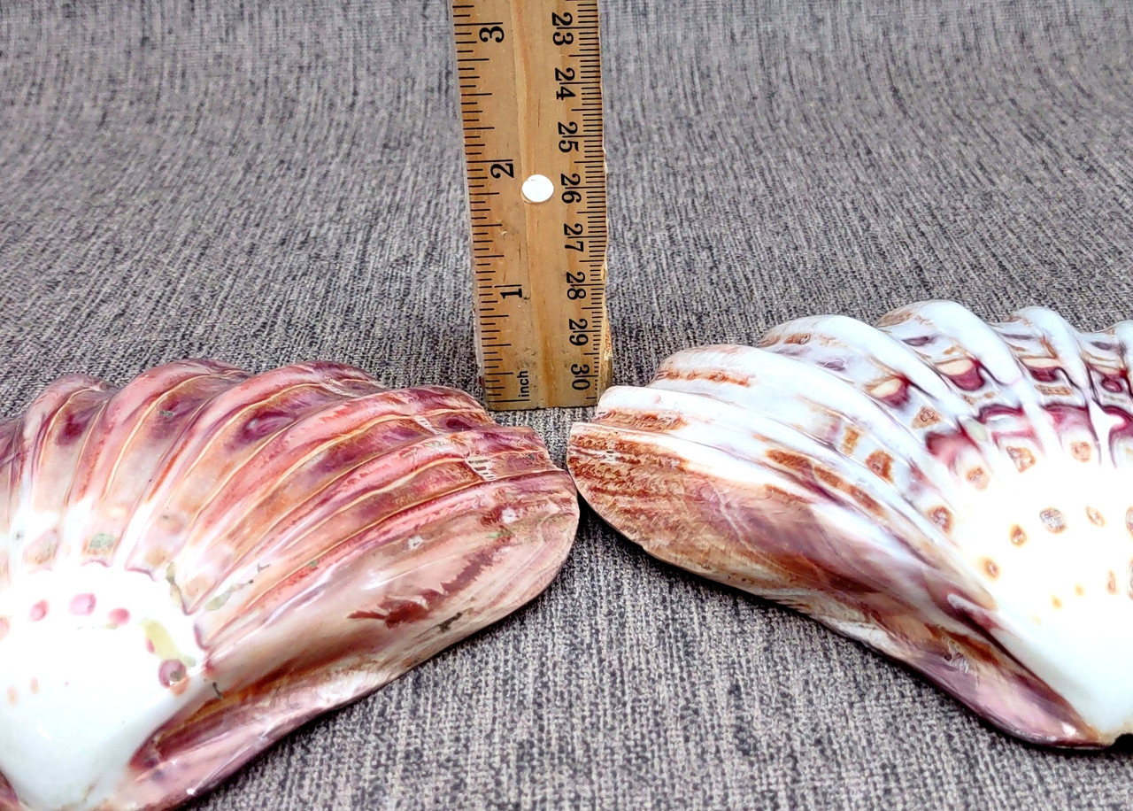 Lions Paw Scallop Seashell Purple Polished Pecten Subnodosus (1 shell ...