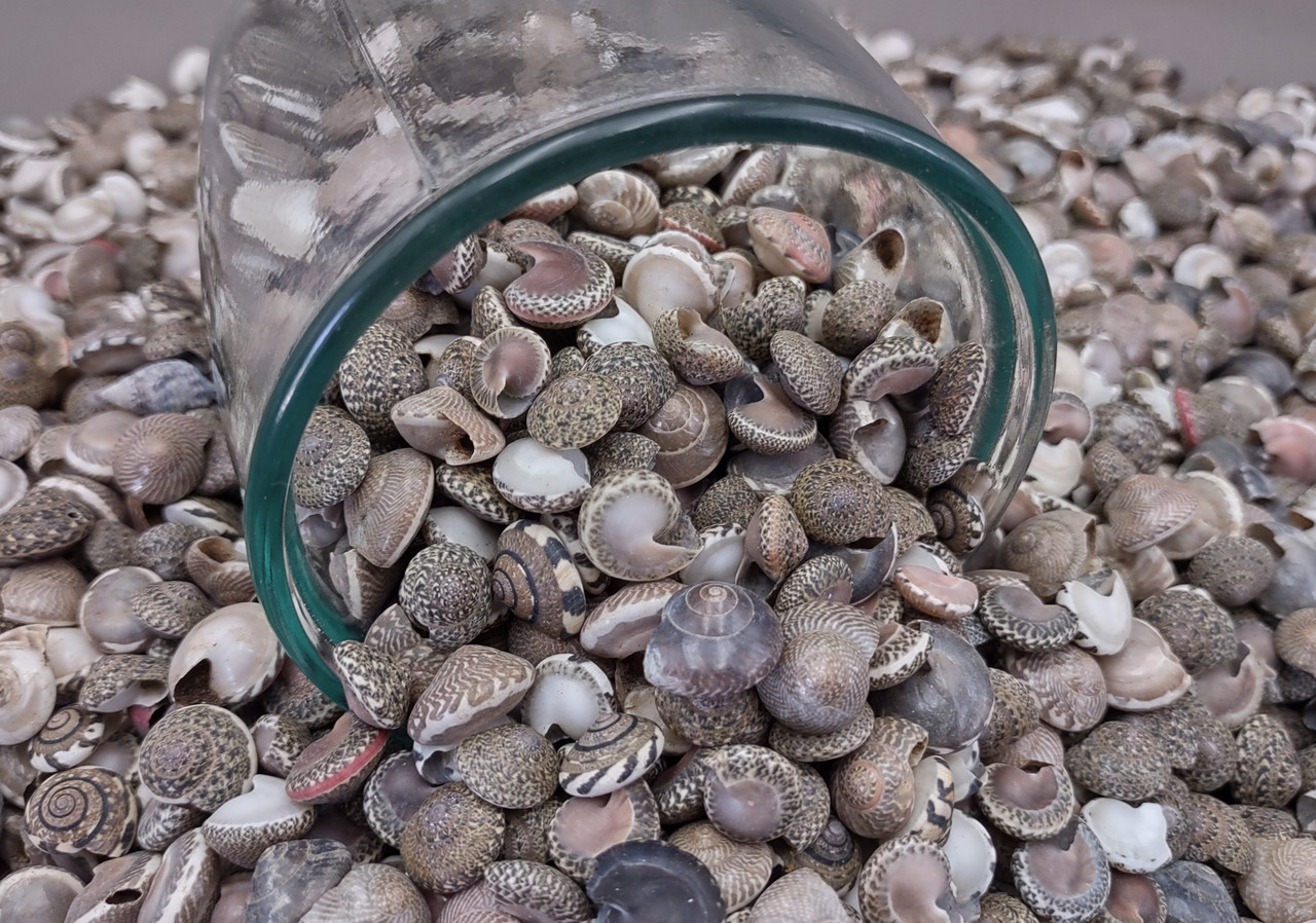 Natural Light Umbonium Seashell Assorted Mix (Approx. half cup 190 ...