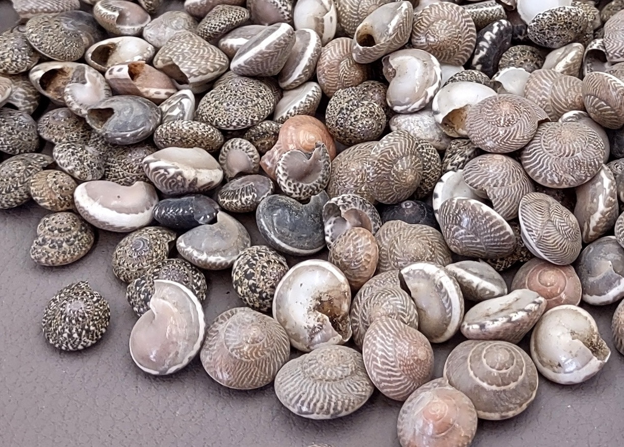 Natural Light Umbonium Seashell Assorted Mix (Approx. half cup 190 ...