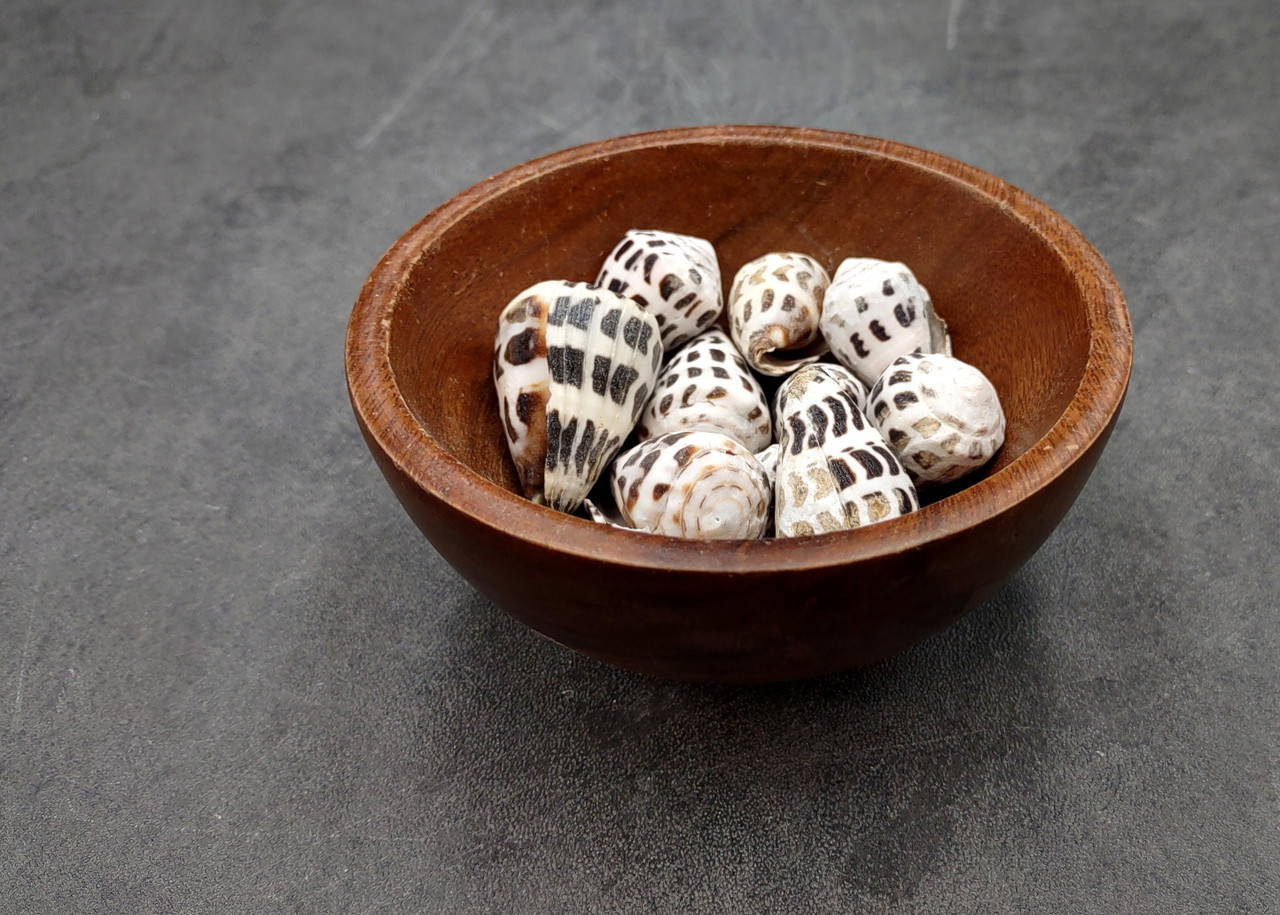 Hebrew Cone Spotted Seashell Mix Conus Ebraeus (10 shells approx. 0.75 ...