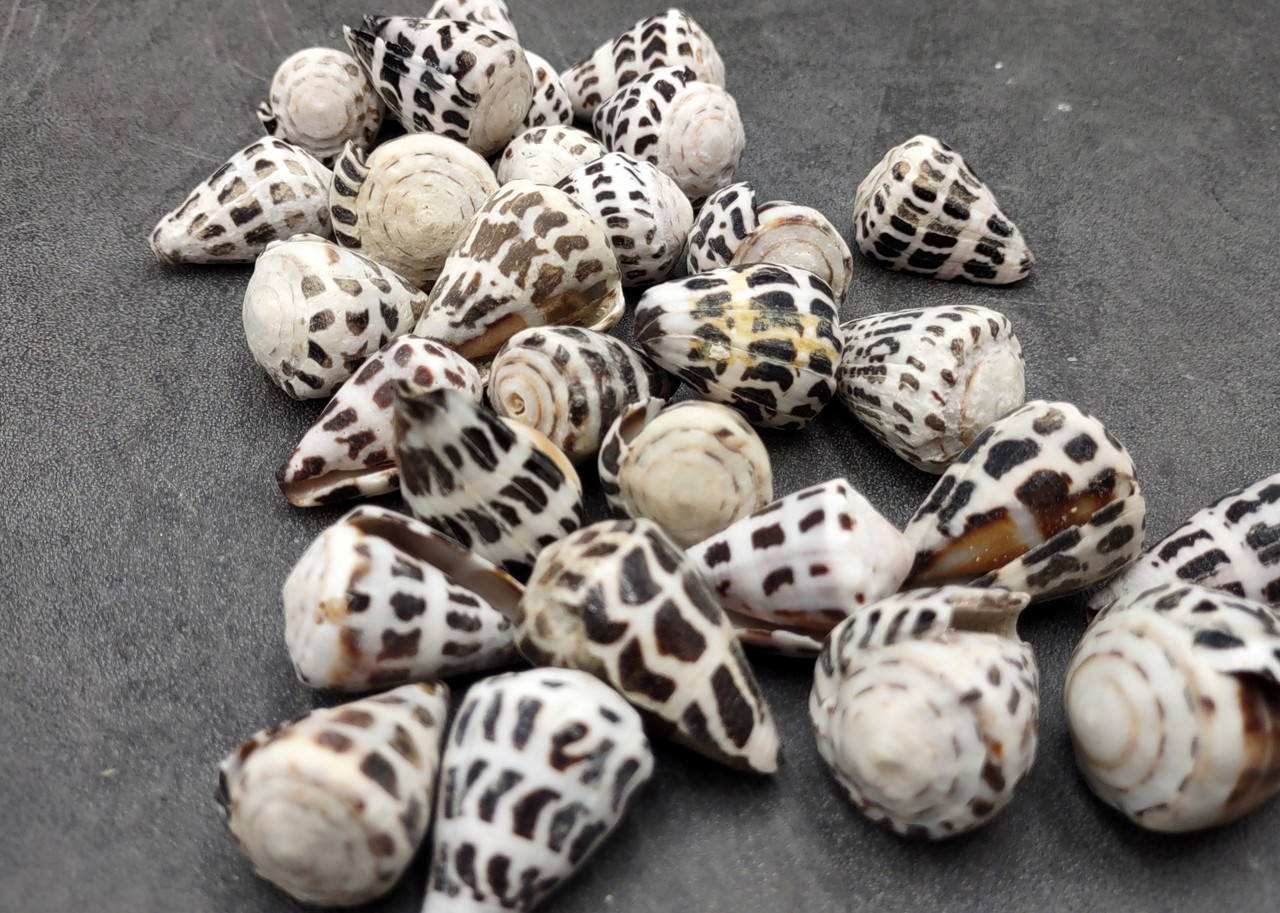 Hebrew Cone Spotted Seashell Mix Conus Ebraeus (10 shells approx. 0.75 ...