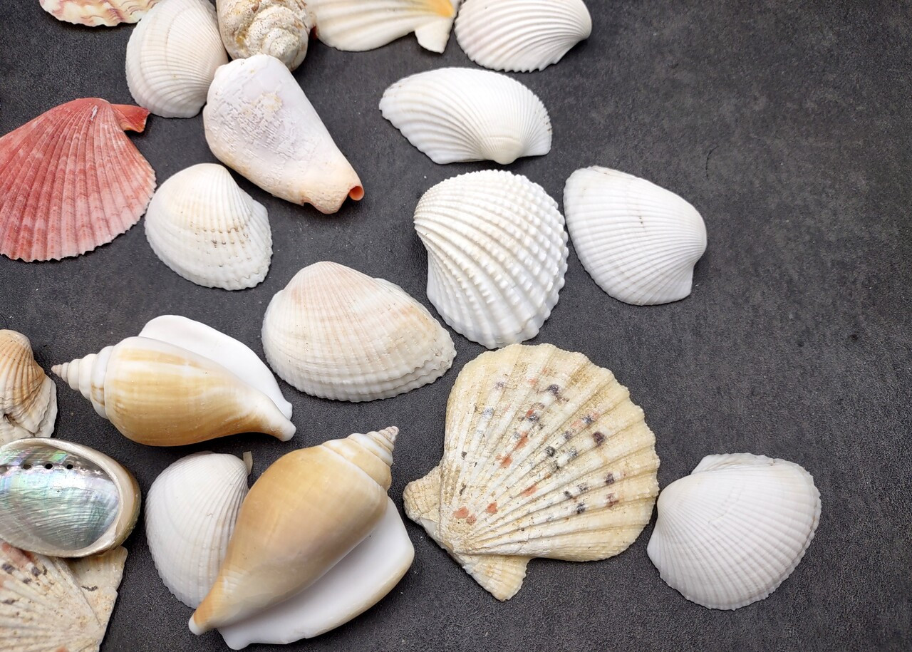 Mixed Small Seashell Assortment In Net Bag (approx. 15-20+ shells 0.5-1 ...