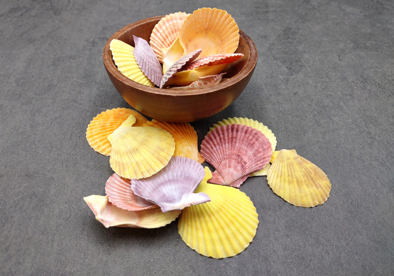 Noble Scallop Seashells Colorful Mix Pecten Nobilis (10 shells approx ...