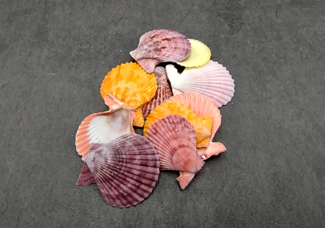 Noble Scallop Seashells Colorful Mix Pecten Nobilis (10 shells approx ...
