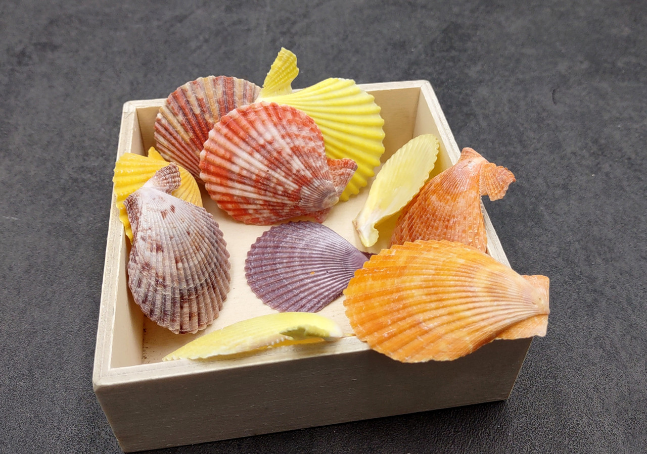Noble Scallop Seashells Colorful Mix Pecten Nobilis (10 shells approx ...