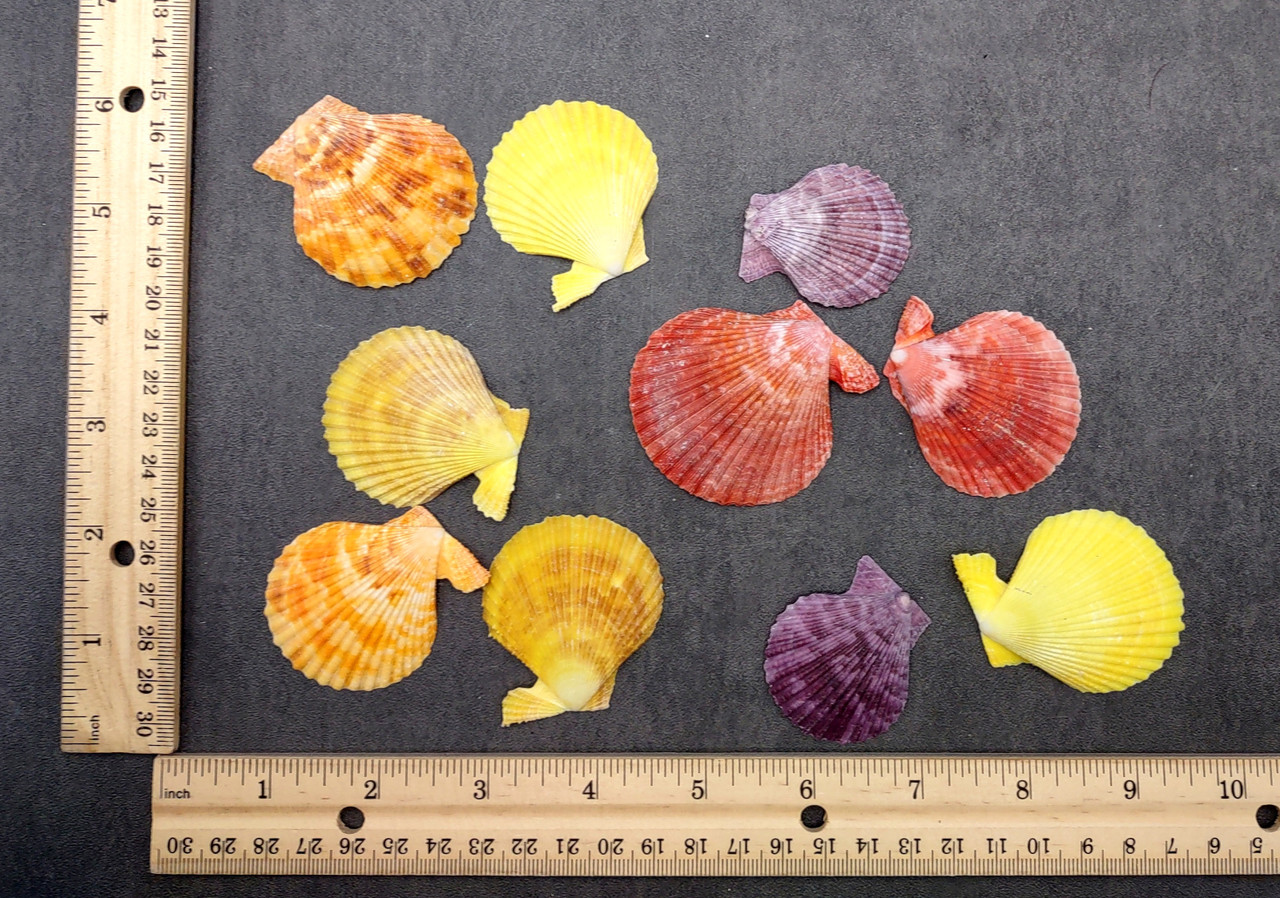 Noble Scallop Seashells Colorful Mix Pecten Nobilis (10 shells approx ...