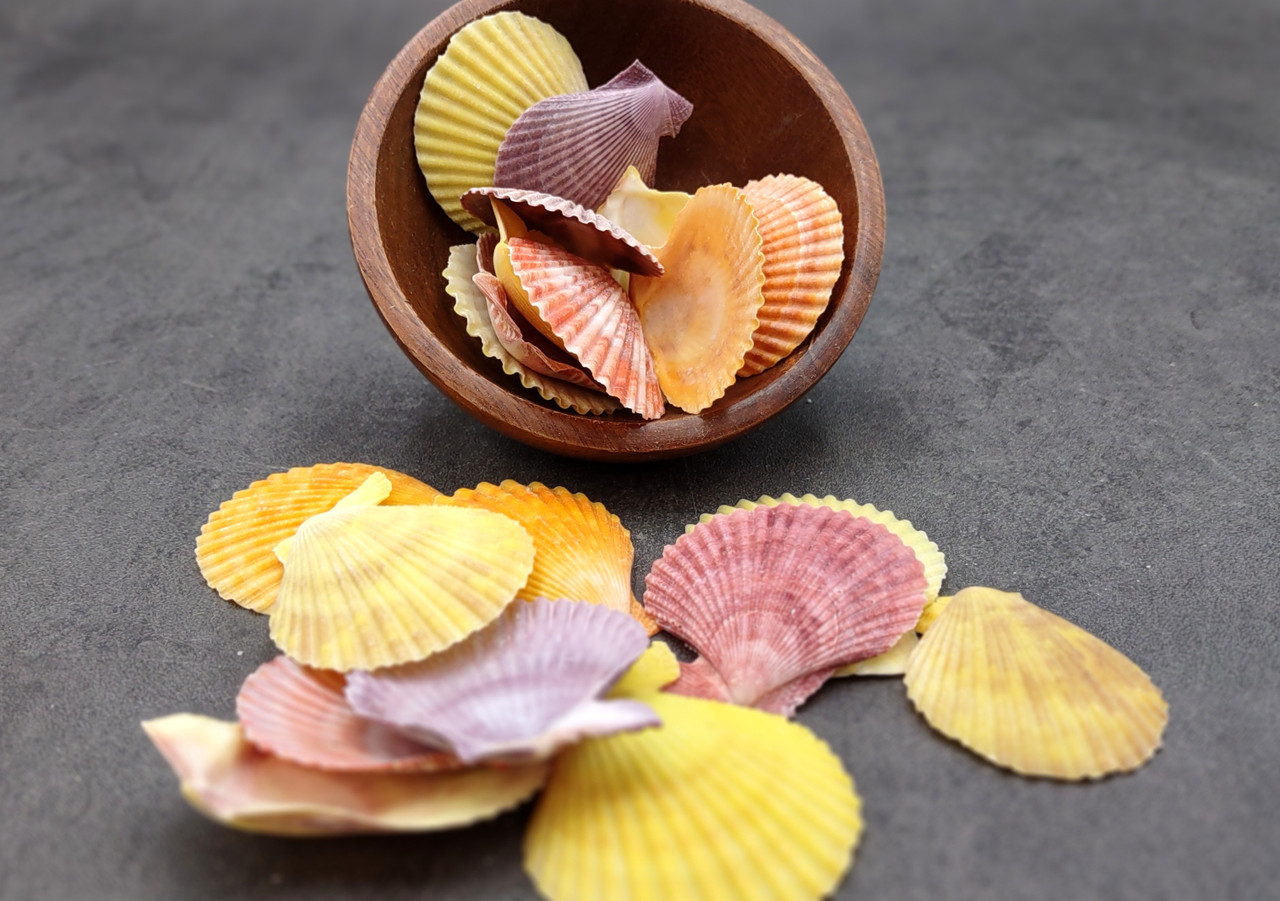 Noble Scallop Seashells Colorful Mix Pecten Nobilis (10 shells approx ...