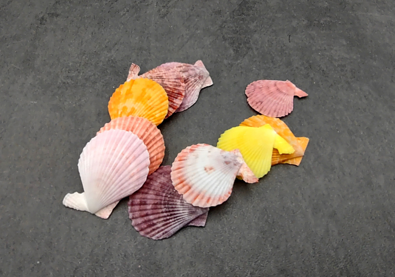 Noble Scallop Seashells Colorful Mix Pecten Nobilis (10 shells approx ...