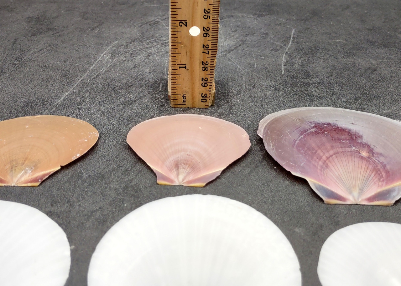 Sun and Moon Scallop Seashells Brown Purple White Mix Amusium ...