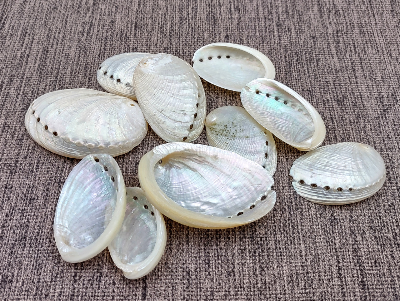 Pearlized Abalone Seashell (10 shells approx. 1+ inches) Great ...