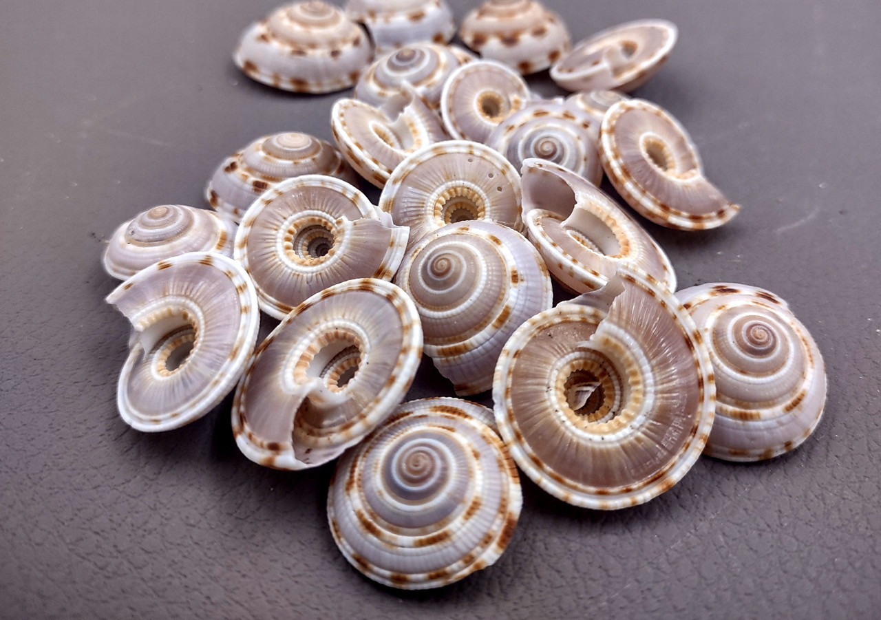 Perspective Sundial Seashells Architectonica Perspectiva (20 shells ...