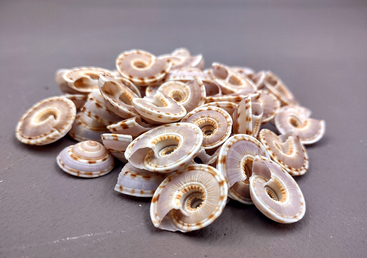 Perspective Sundial Seashells Architectonica Perspectiva (20 shells ...