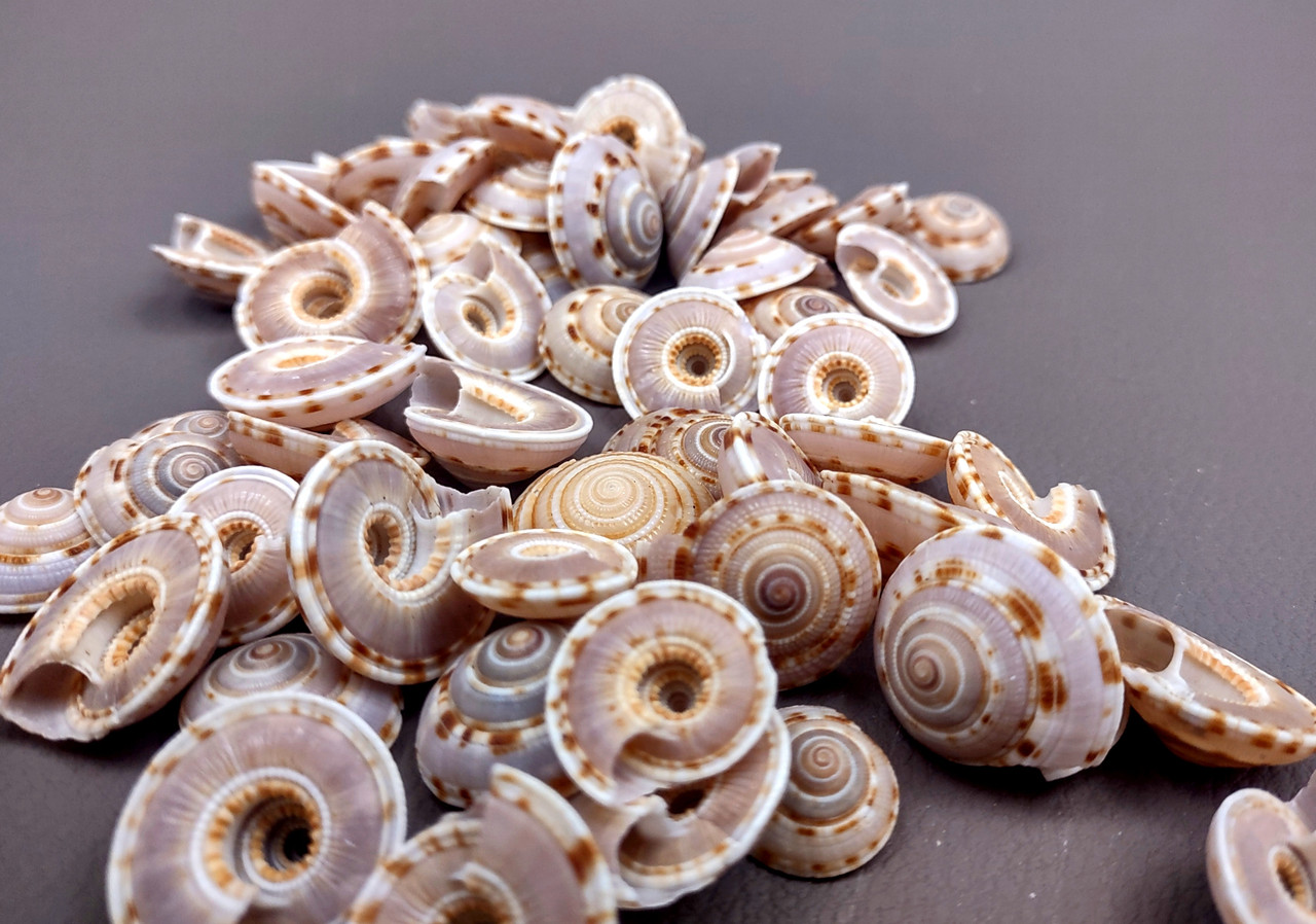 Perspective Sundial Seashells Architectonica Perspectiva (20 shells ...