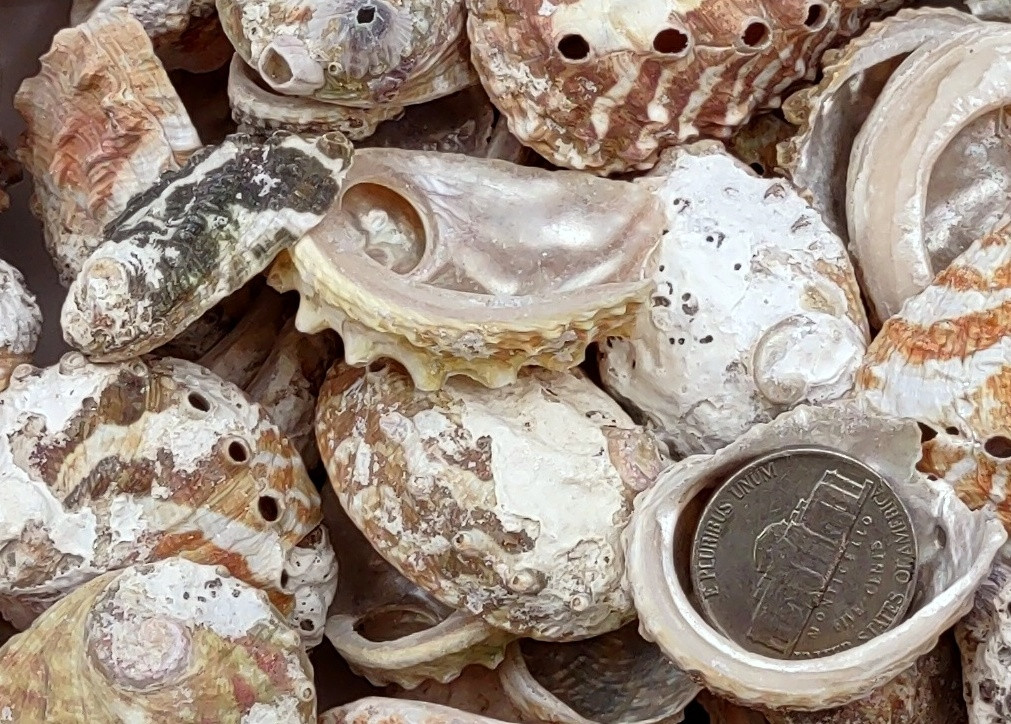 Natural Baby Abalone Seashells Rough Haliotis Rufescens (approx. HALF ...