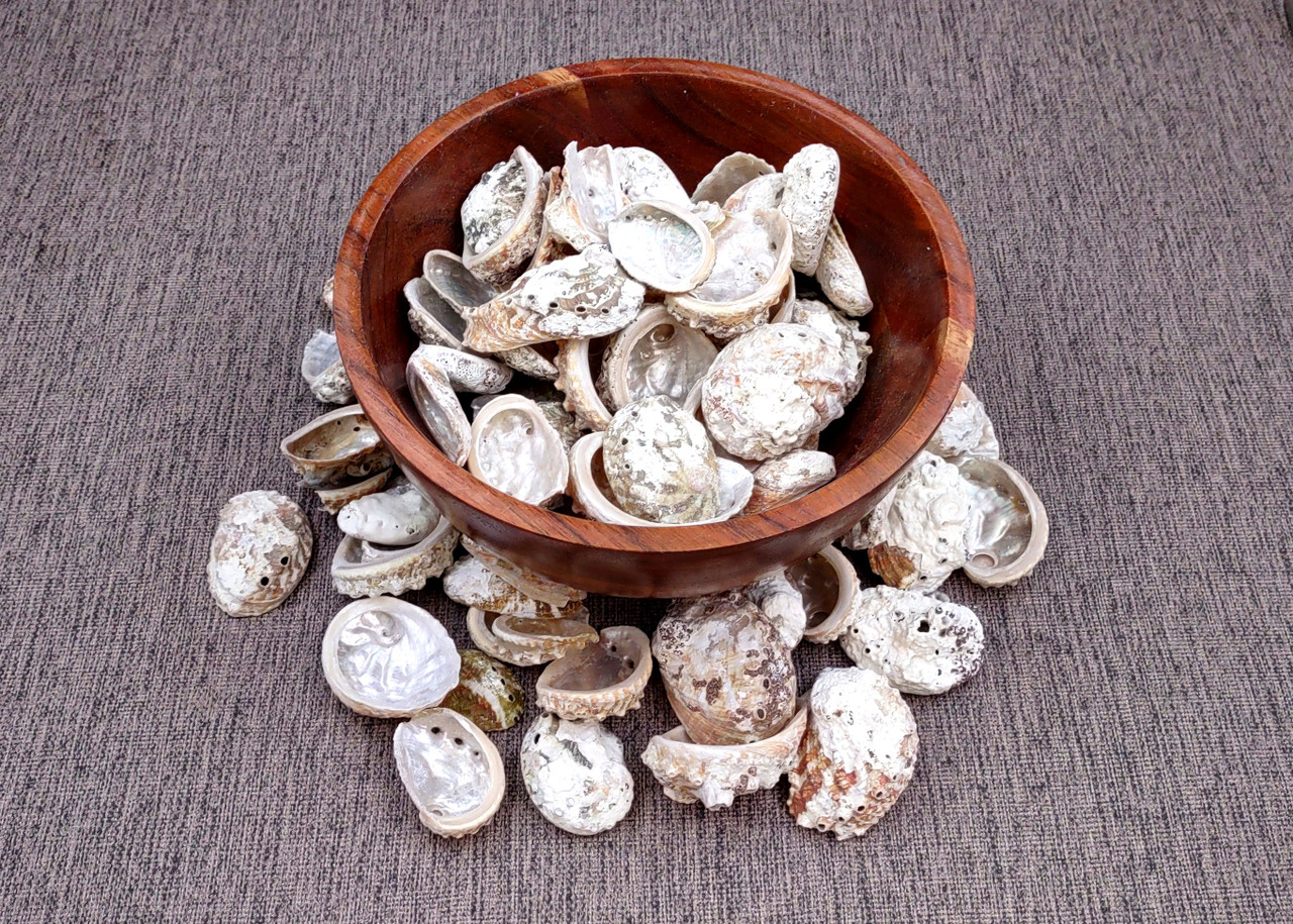 Natural Baby Abalone Seashells Rough Haliotis Rufescens (approx. HALF ...