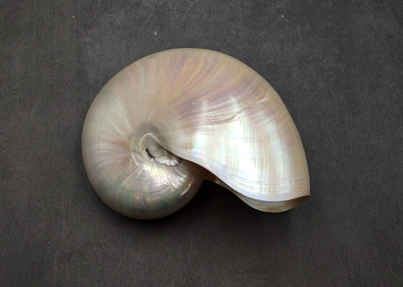 Pearlized Nautilus Seashell Polished Nautilus Pompilius (1 shell approx ...
