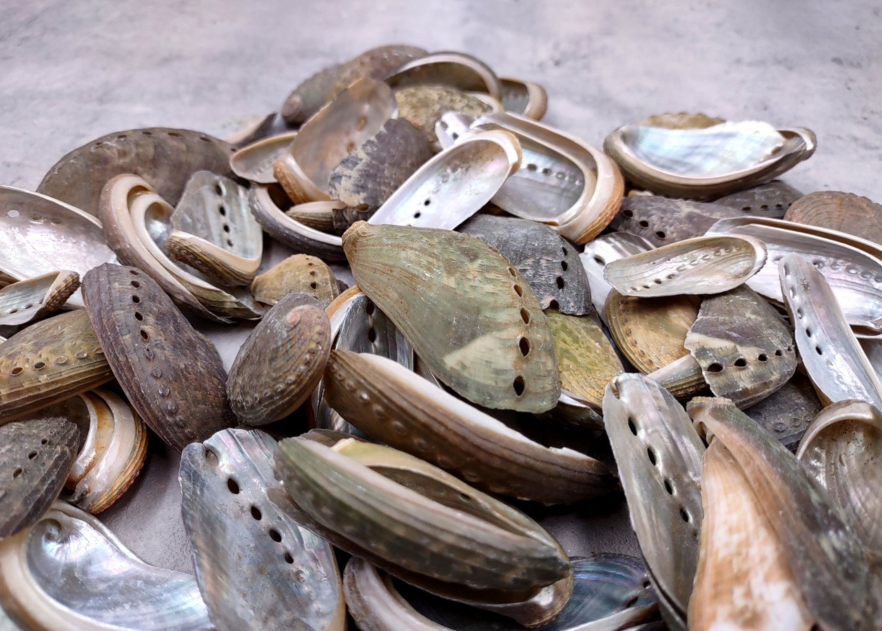 Natural Mule Ear Abalone Shells Haliotis Asiana (approx. HALF pound 90 ...