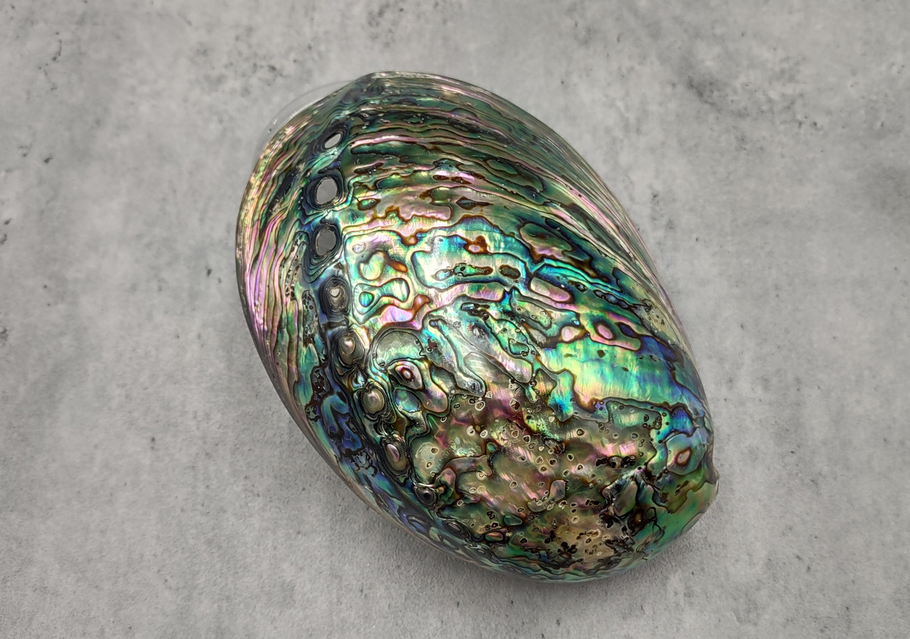 Polished Green Paua Abalone Seashell Haliotis Iris (1 shell approx. 4.5+ inches) Polished Paua ...