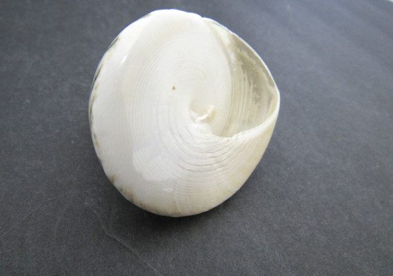 Elongated Troca Seashell - Trochus maculatus - (1 shell, approx. 2-3 ...