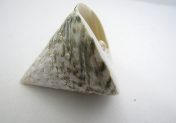 Elongated Troca Seashell - Trochus maculatus - (1 shell, approx. 2-3 ...