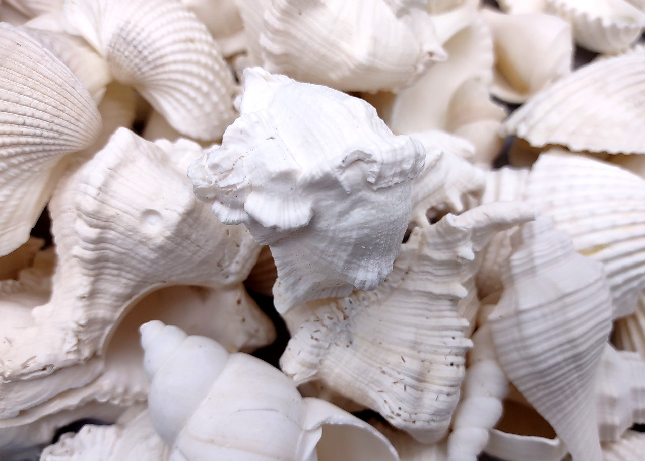 White Seashell Large Wedding Mix (approx. 1 kilogram 50+ shells 1.5-3.5 ...