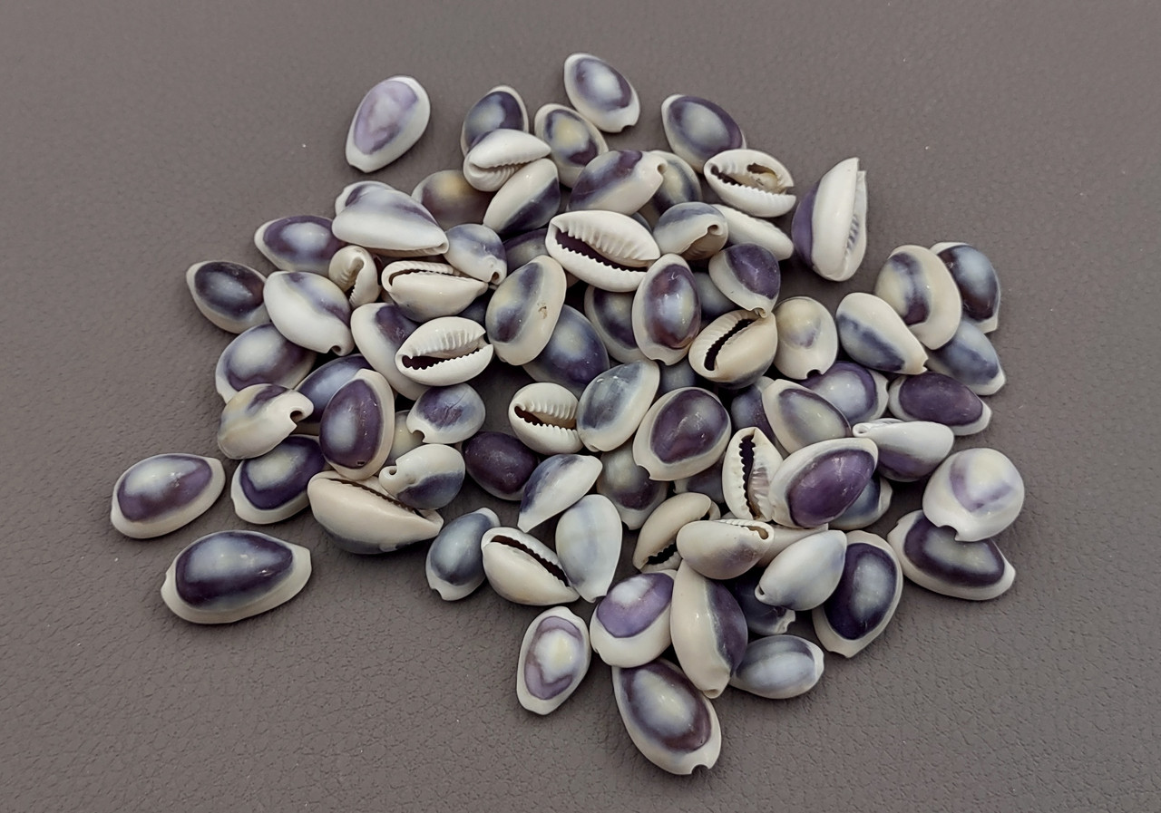Purple Top Cowrie Seashells Cypraea Annulus (approx. half cup 45 ...