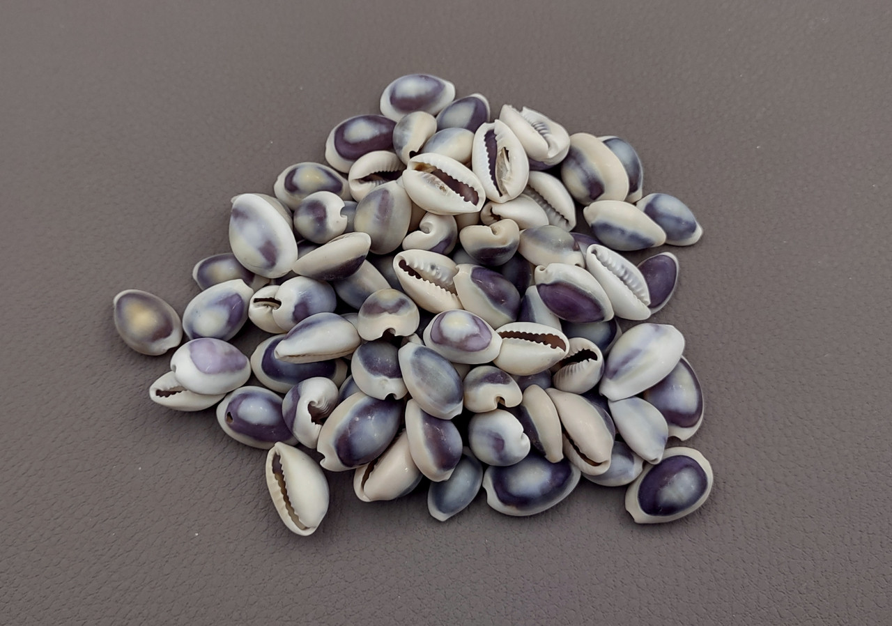 Purple Top Cowrie Seashells Bulk Cypraea Annulus (approx. half cup 45 ...