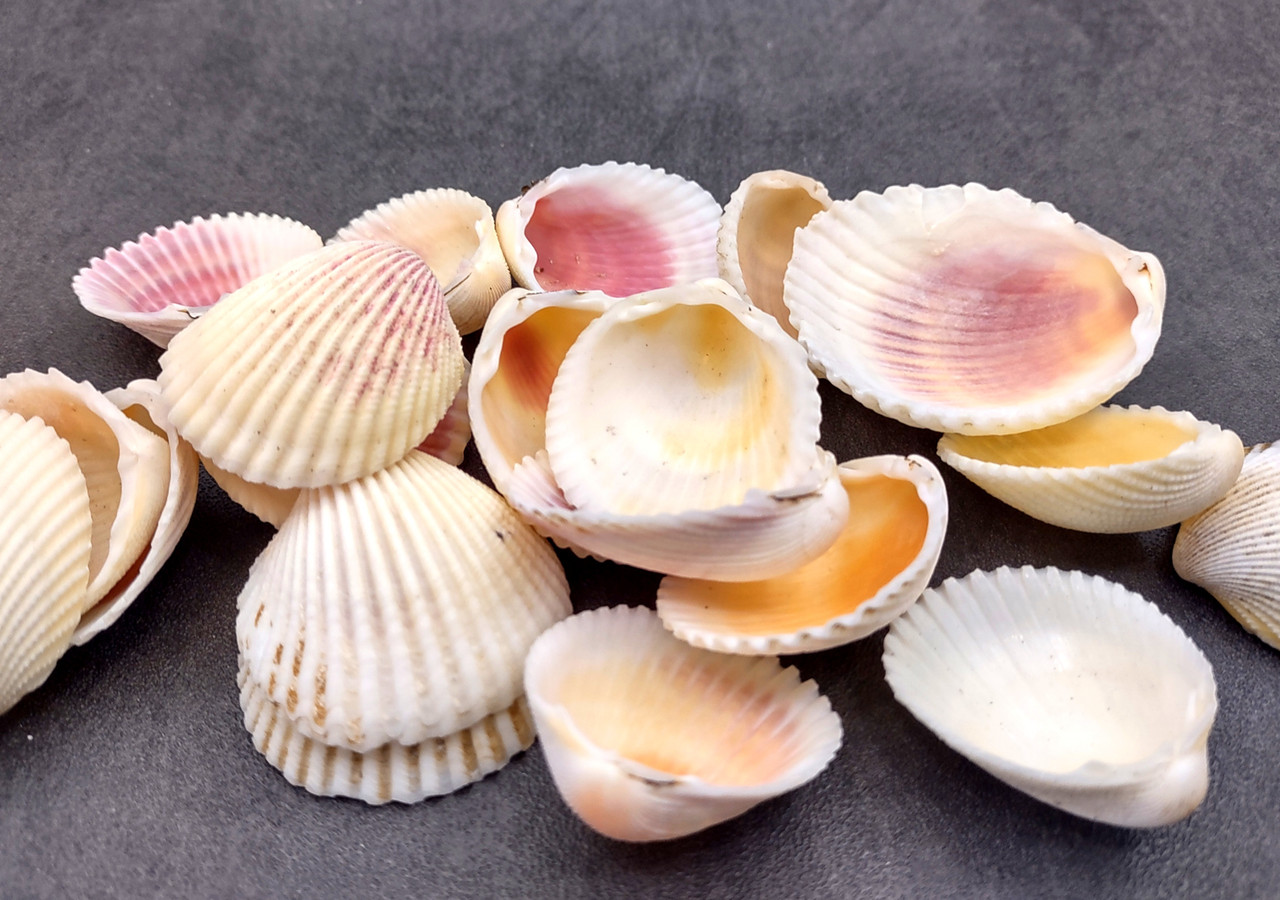 Rose Cockle Seashells (20 shells approx. 1+ inches) Sea shells great ...
