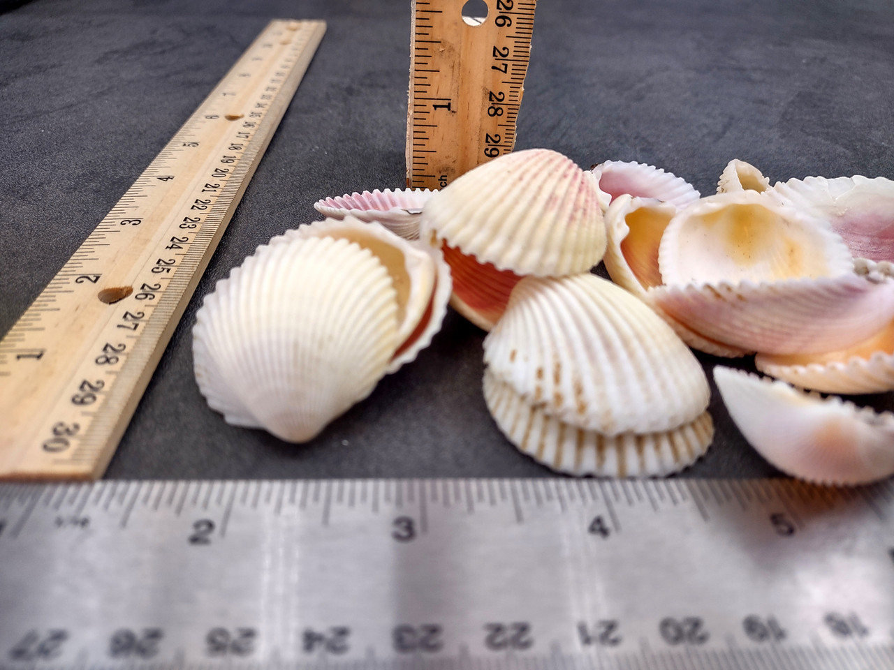 Rose Cockle Seashells (20 shells approx. 1+ inches) Sea shells great ...