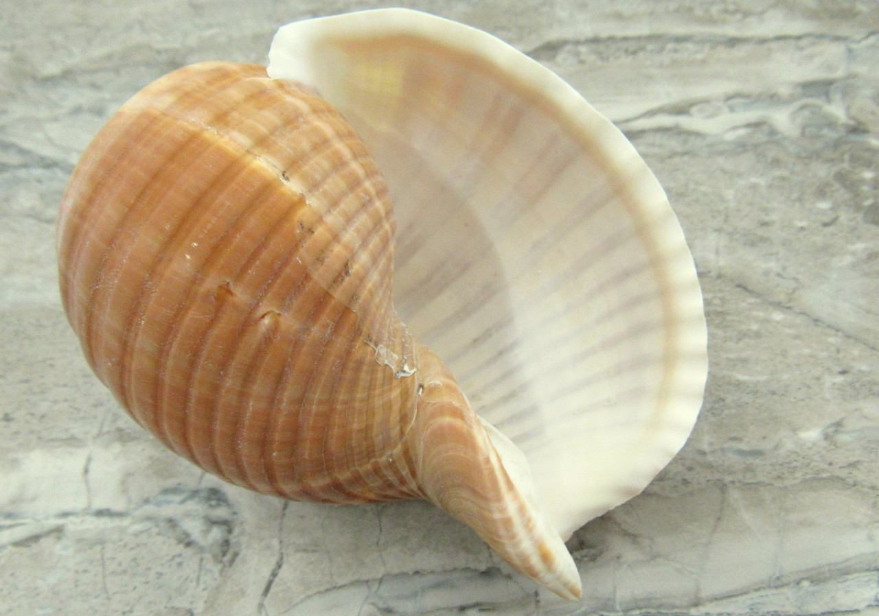 Large Tun Seashell Tonna Oleria (1 shell approx. 4.5+ inches) Great ...