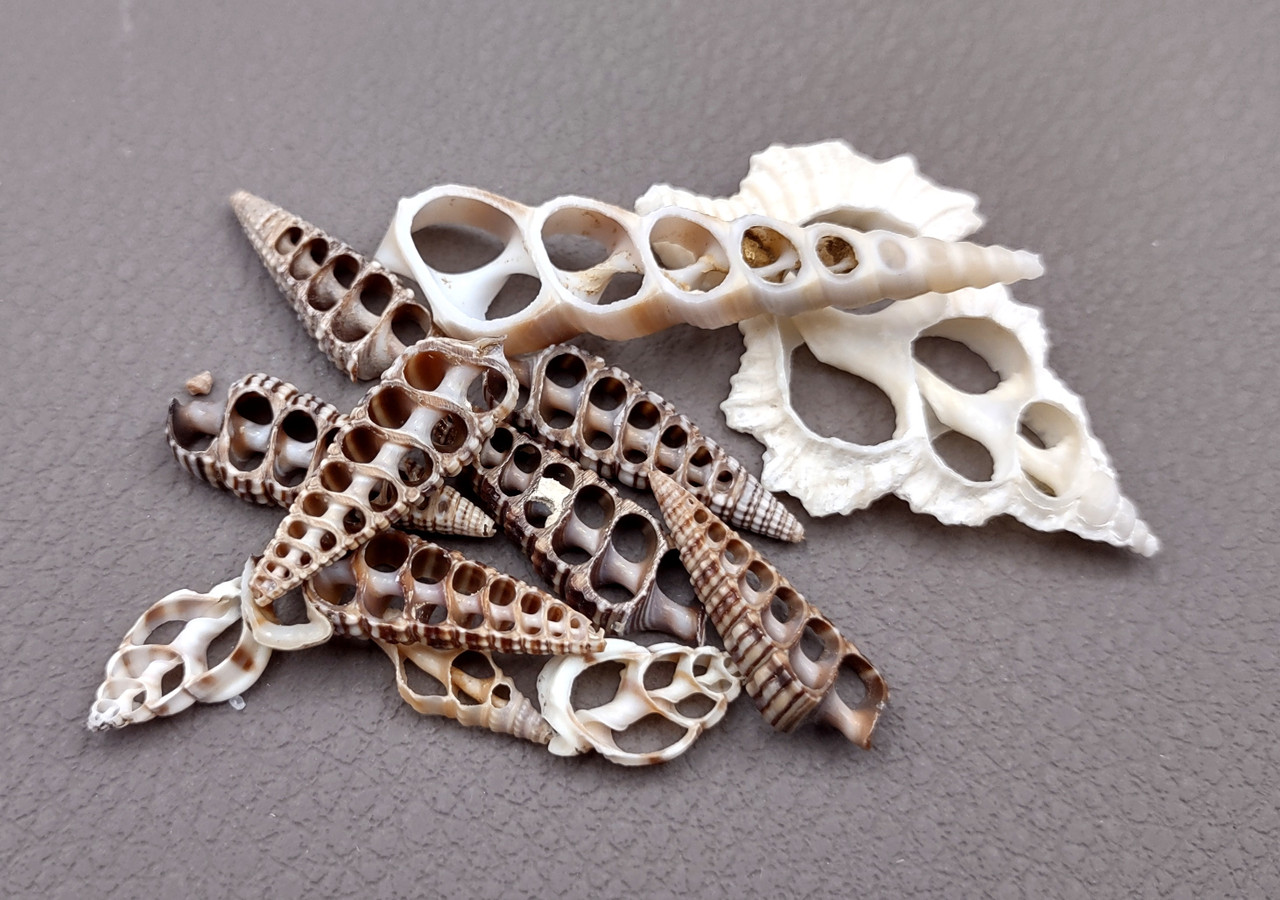 Sliced Small Seashell Assortment (10 shells approx. 0.25-0.75+ inches ...