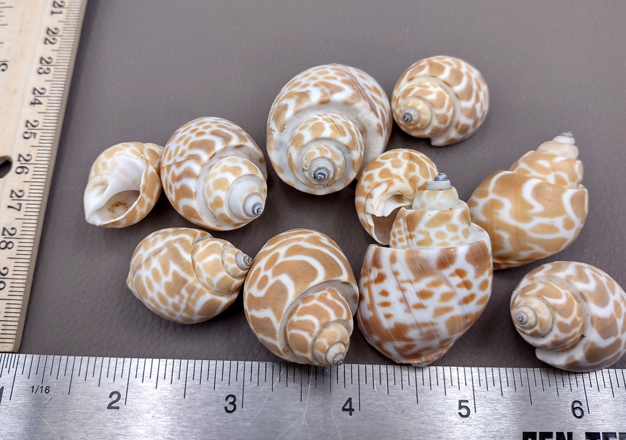 Spiral Babylon Seashells Babylonia Spirata (10 shells approx. 1+ inches ...
