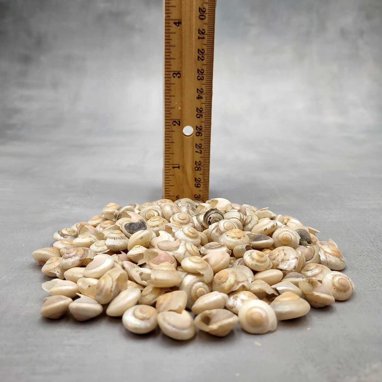 Pearlized White Umbonium Seashell Mix (approx. half cup +/-115 shells 0 ...