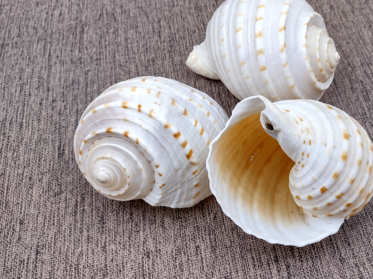 Spotted Tun Seashell Tonna Tessalata (1 shell approx. 4+ inches ...